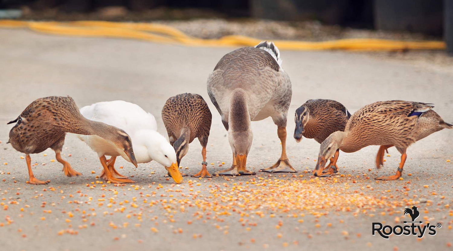 Can Ducks Eat Chicken Feed? A Guide to Feeding Ducks and Their Dietary ...