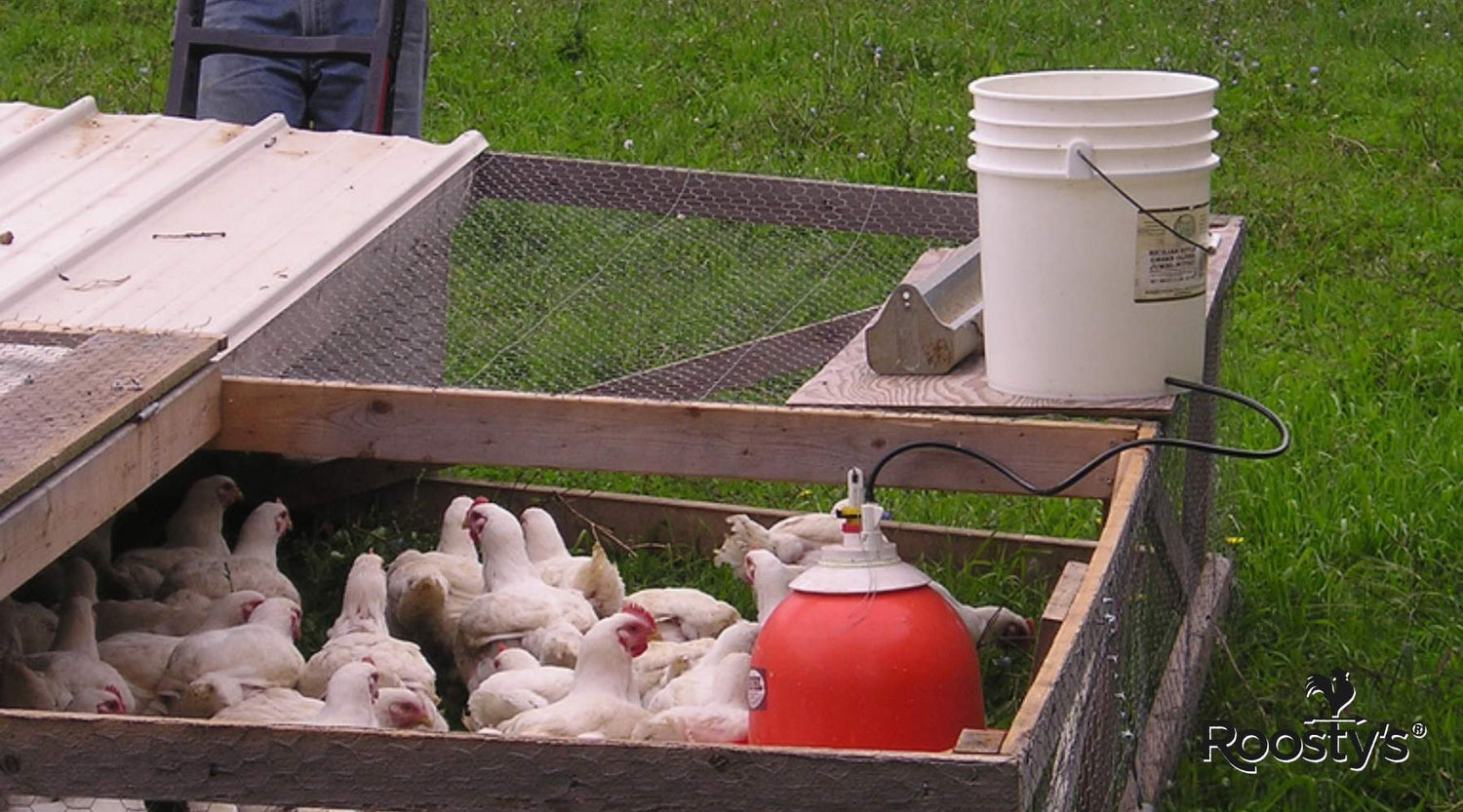 Enhance Your Chicken Coop With A Water System The Perfect Solution