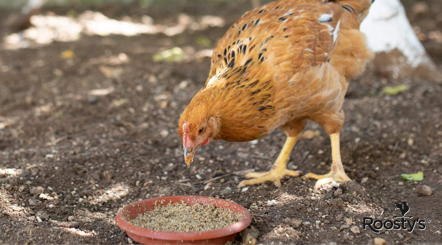 Ferment Chicken Feed: A Complete Guide on How to Do It Properly – Roosty's