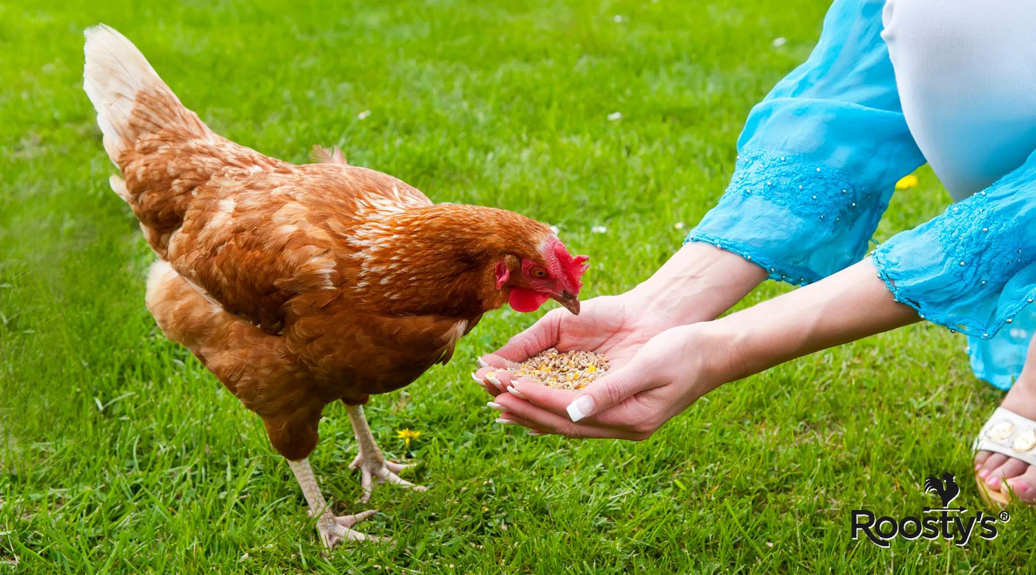 What Is in Chicken Feed: Understanding the Ingredients in Poultry ...